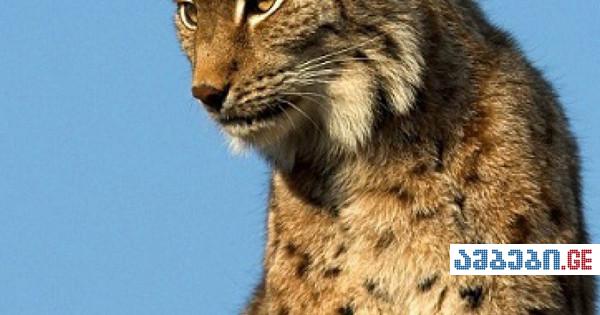 ლაგოდეხის ნაკრძალში ფოცხვერის არსებობა დადასტურდა | Ambebi.GE