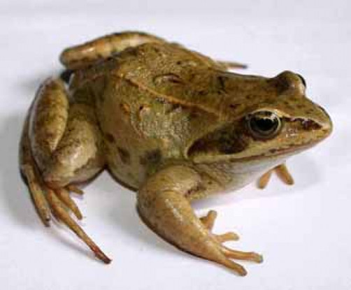 გერმანელი ბაყაყის მოკვლისთვის გაასამართლეს | სტატია | Ambebi.Ge